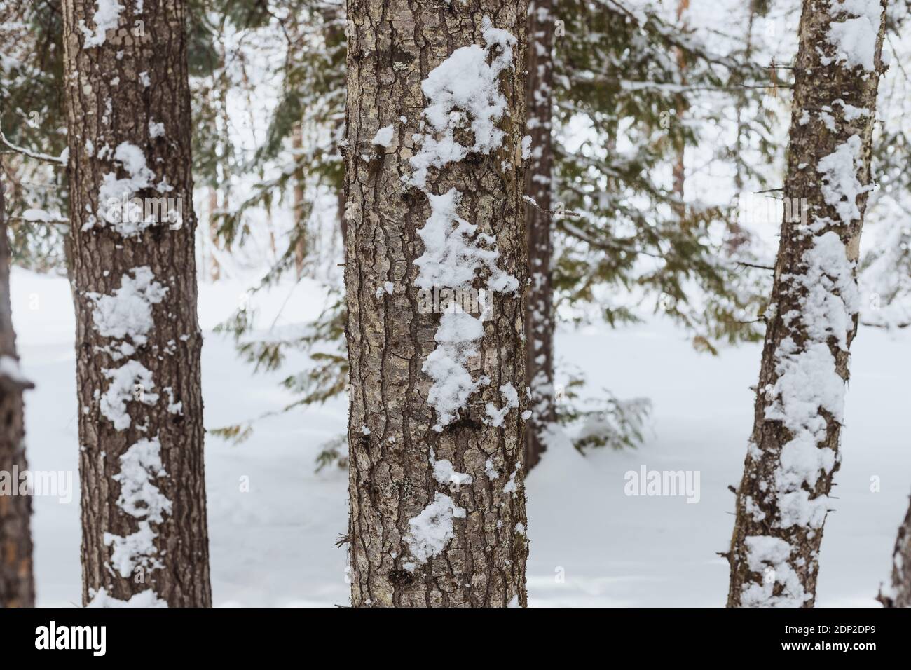 Tree Trunks Covered in Snow on One Side Stock Photo - Alamy