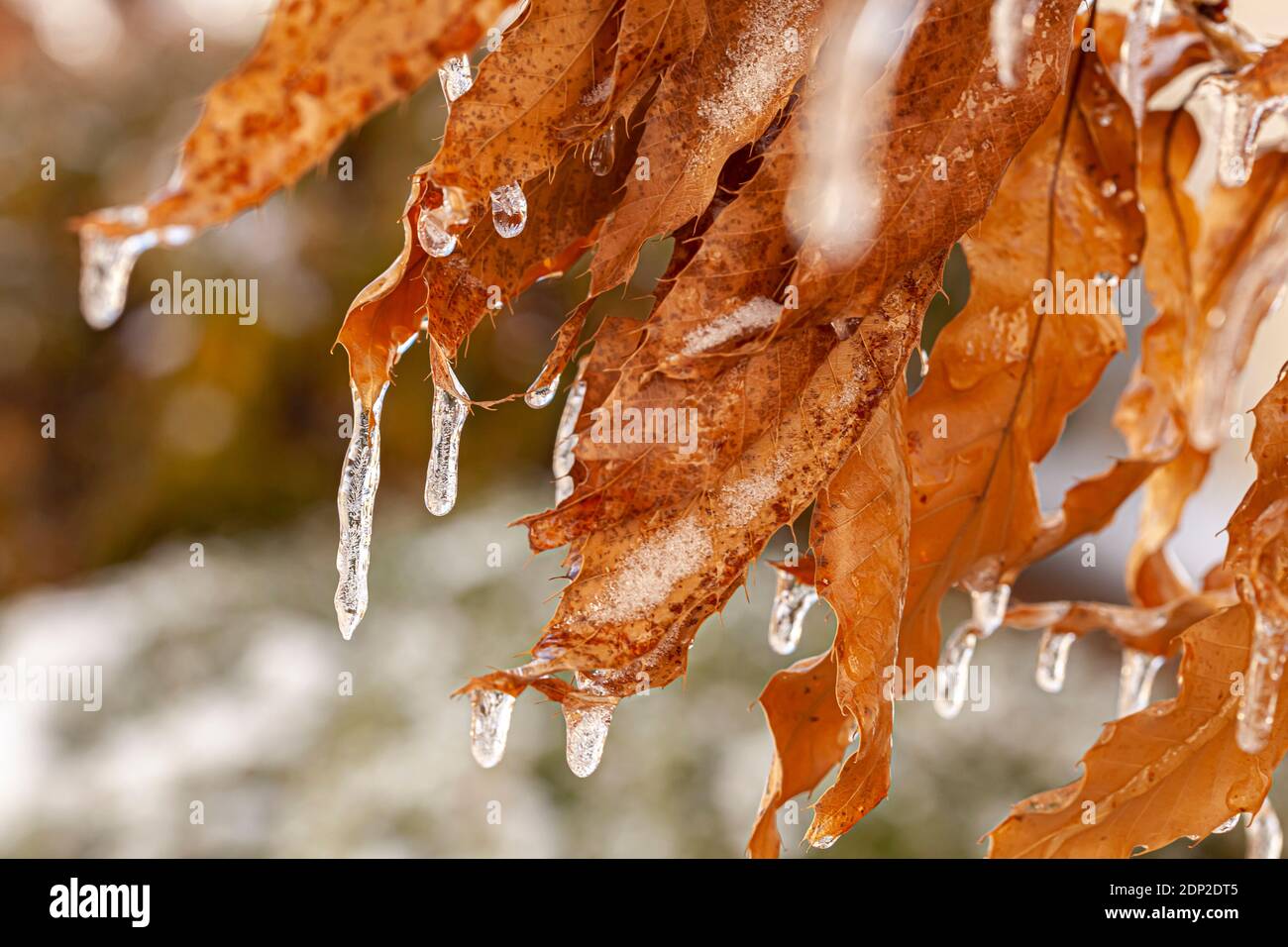 Close up macro image of a brown white oak leaf (quercus alba) covered ...