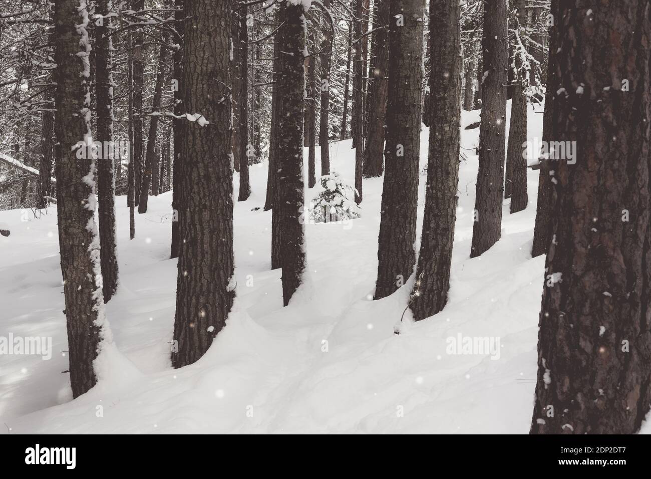 Snow falling winter forest hi-res stock photography and images - Alamy