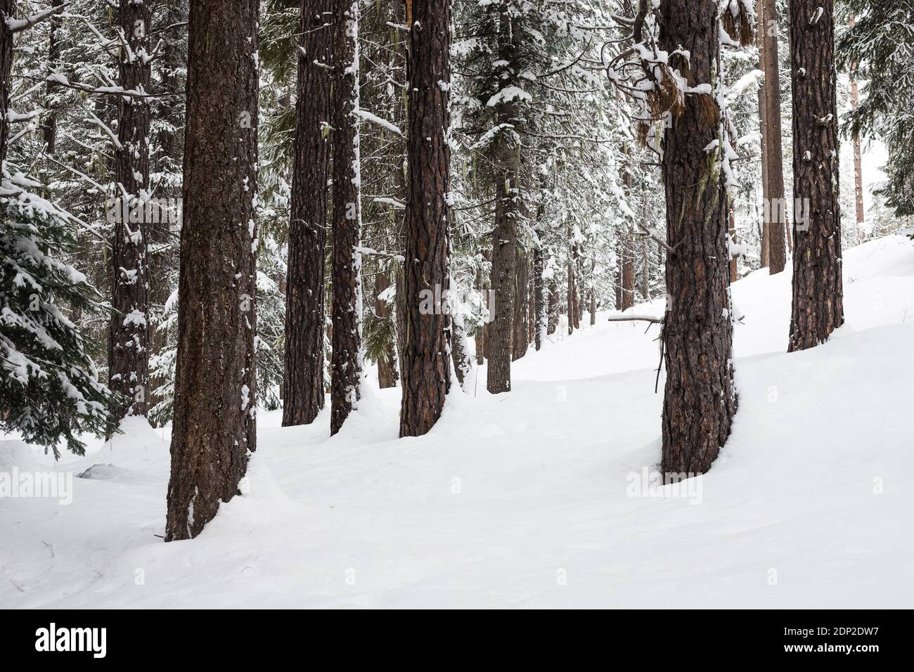 Evergreen Tree Forest Covered in Snow in Winter Stock Photo - Alamy