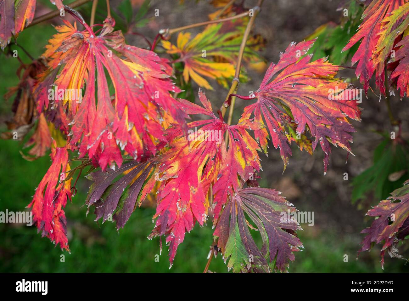 Japanese Maple in Early Fall Color, Acer Japonicum Aconiticolium (Full ...