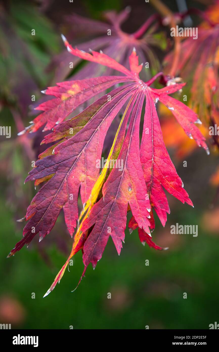 Japanese Maple in Early Fall Color, Acer Japonicum Aconiticolium (Full ...