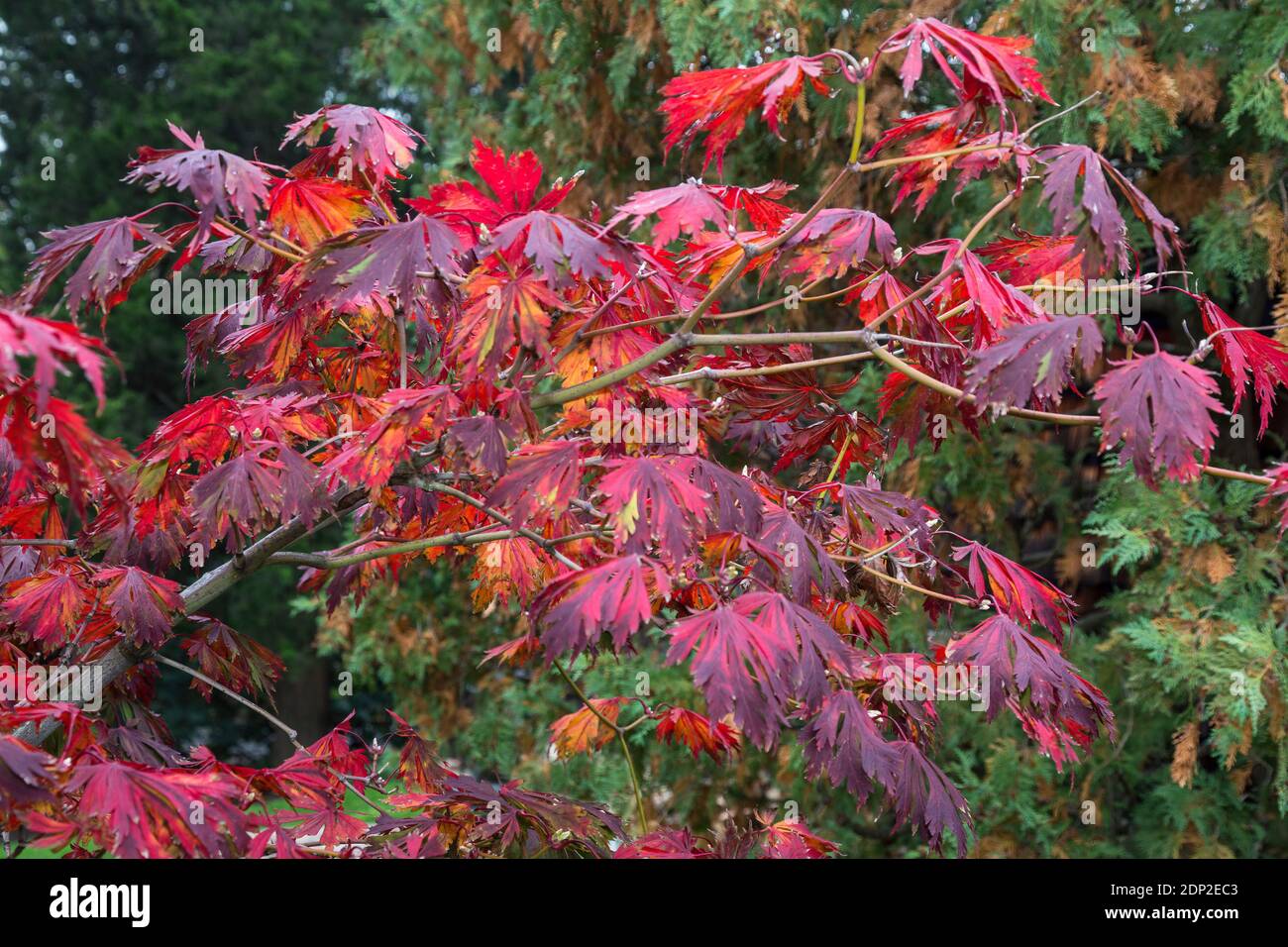 Japanese Maple in Early Fall Color, Acer Japonicum Aconiticolium (Full ...