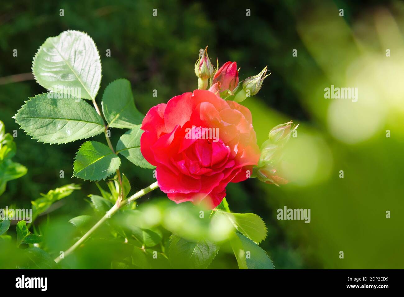 Garden red flower hi-res stock photography and images - Alamy