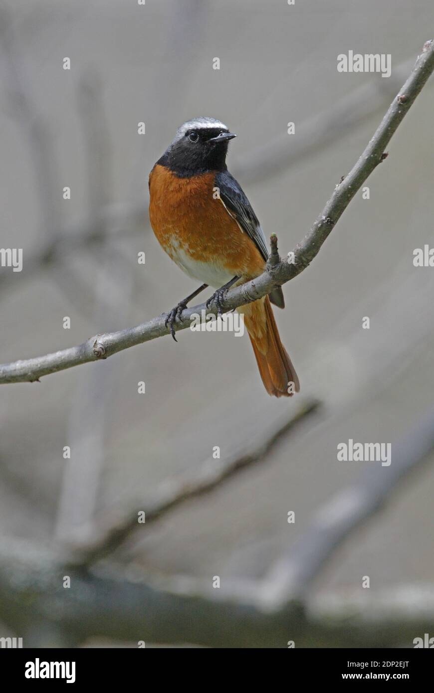 Common Redstart (Phoenicurus phoenicurus samamisicus) adult male ...