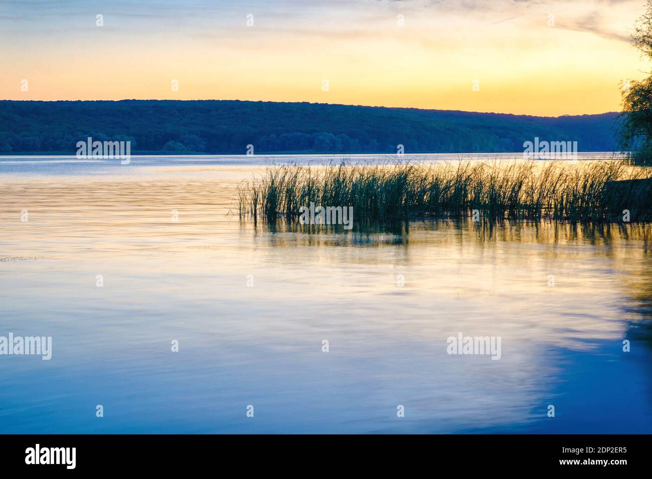 beautiful lake with bulrush and trees Stock Photo - Alamy