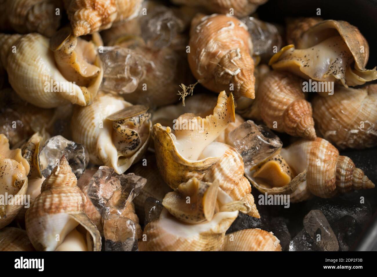 Chilled whelks hi-res stock photography and images - Alamy