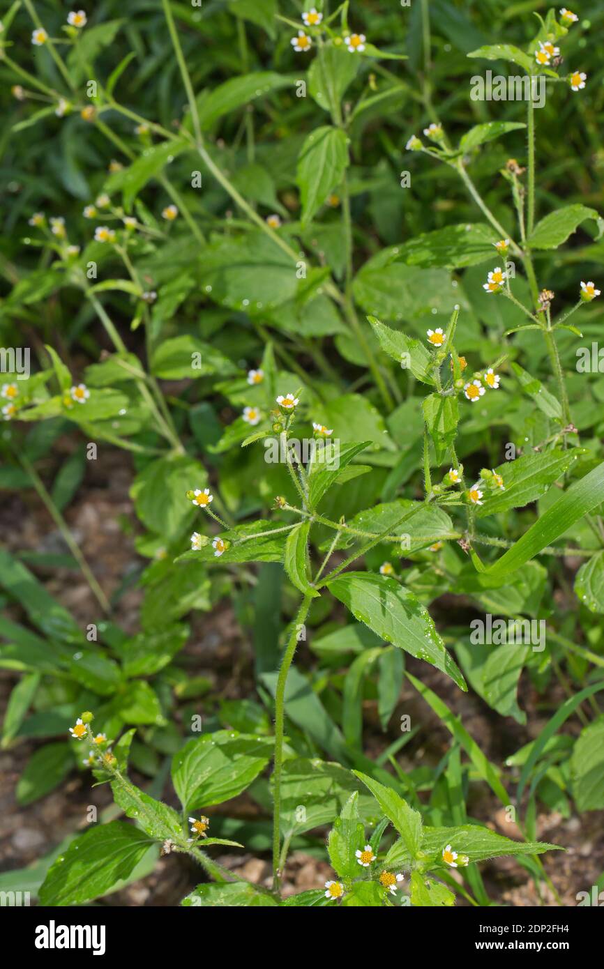Gallant Soldier High Resolution Stock Photography and Images - Alamy