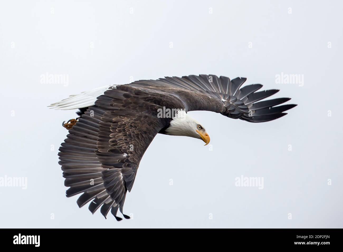 Eagle wide open wings hi-res stock photography and images - Alamy