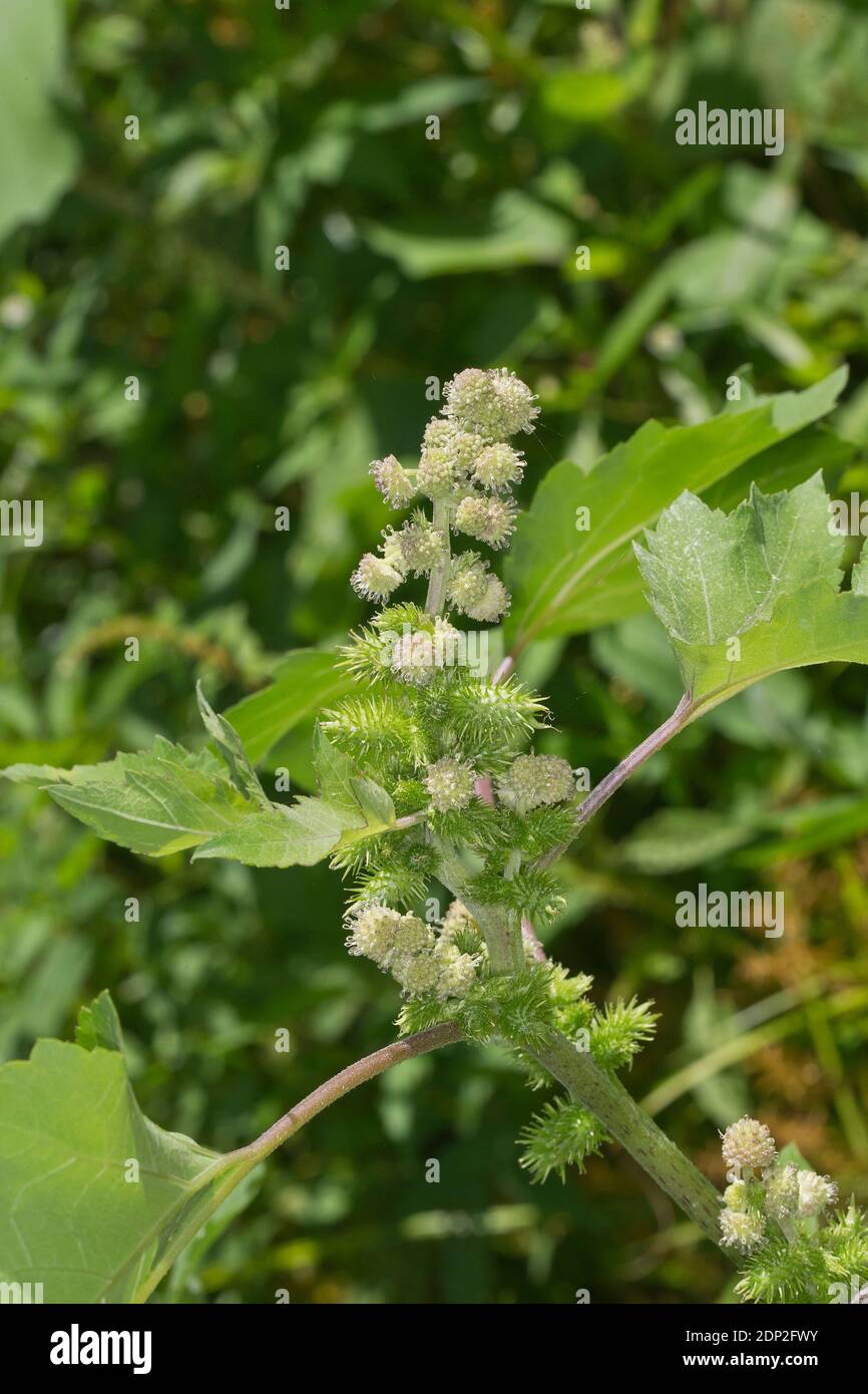 Strumarium High Resolution Stock Photography and Images - Alamy