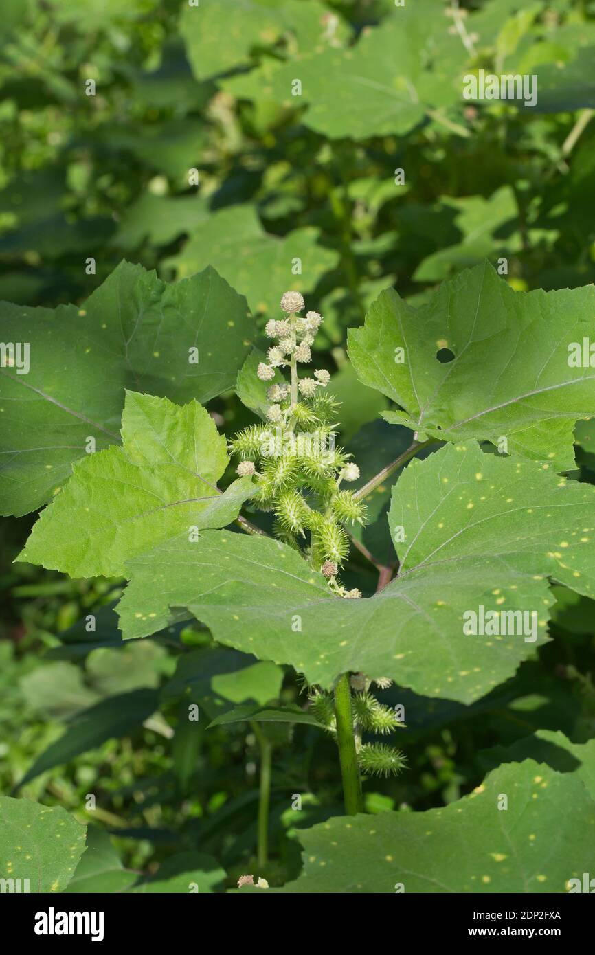 Strumarium High Resolution Stock Photography and Images - Alamy