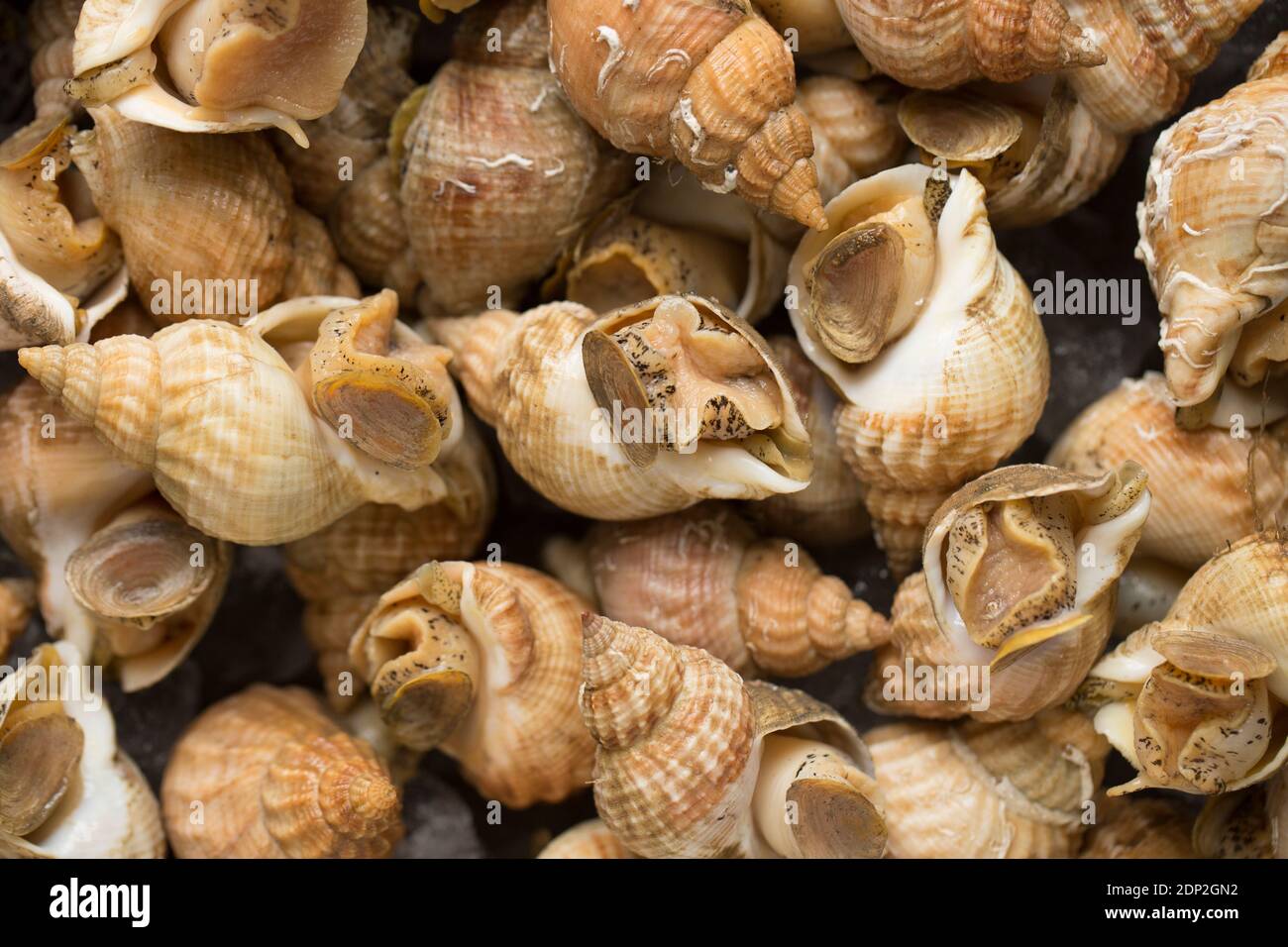 Chilled whelks hi-res stock photography and images - Alamy