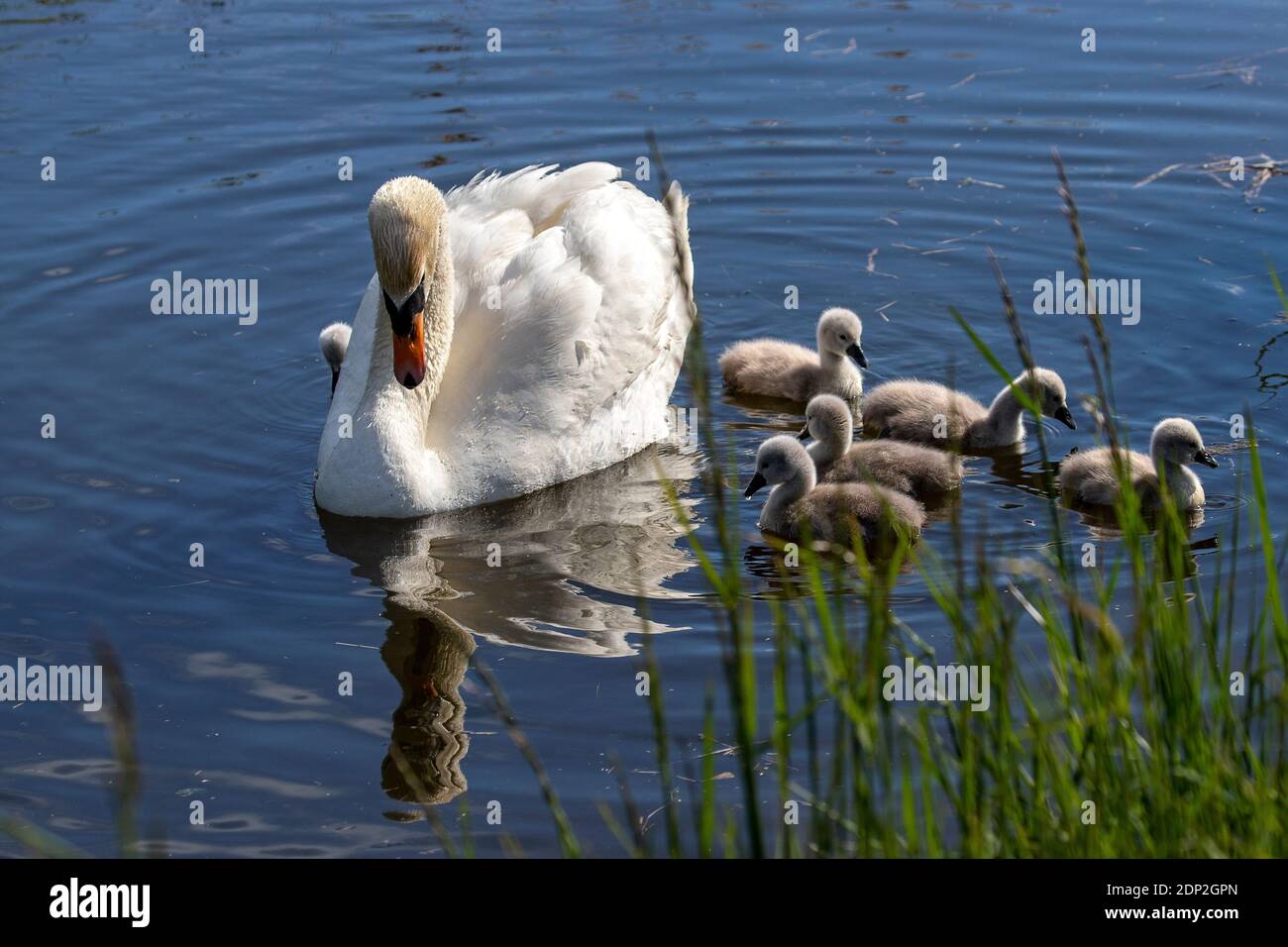 Mating swans hi-res stock photography and images - Alamy