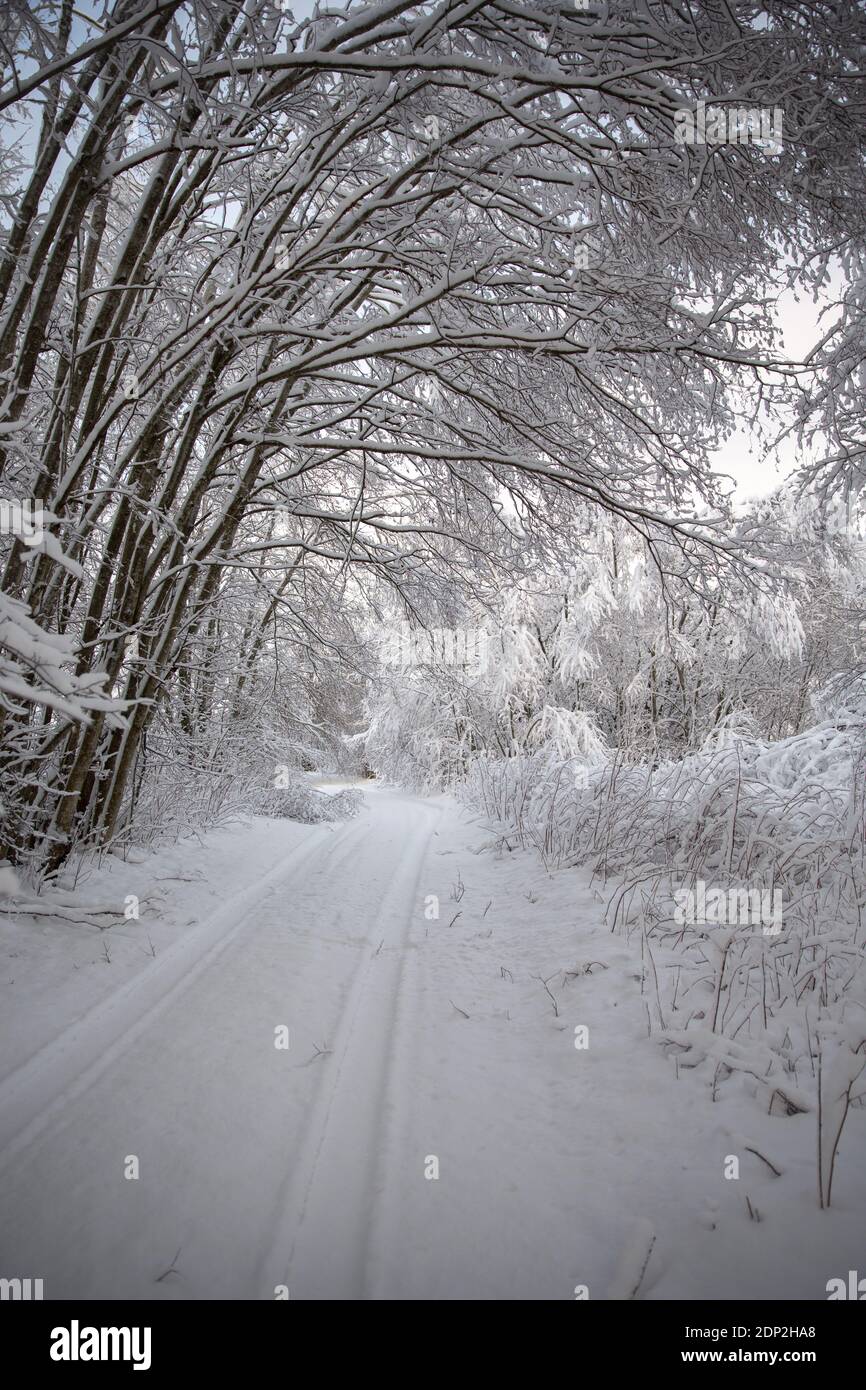 A dirt road and trees covered in a deep layer of snow after the ...