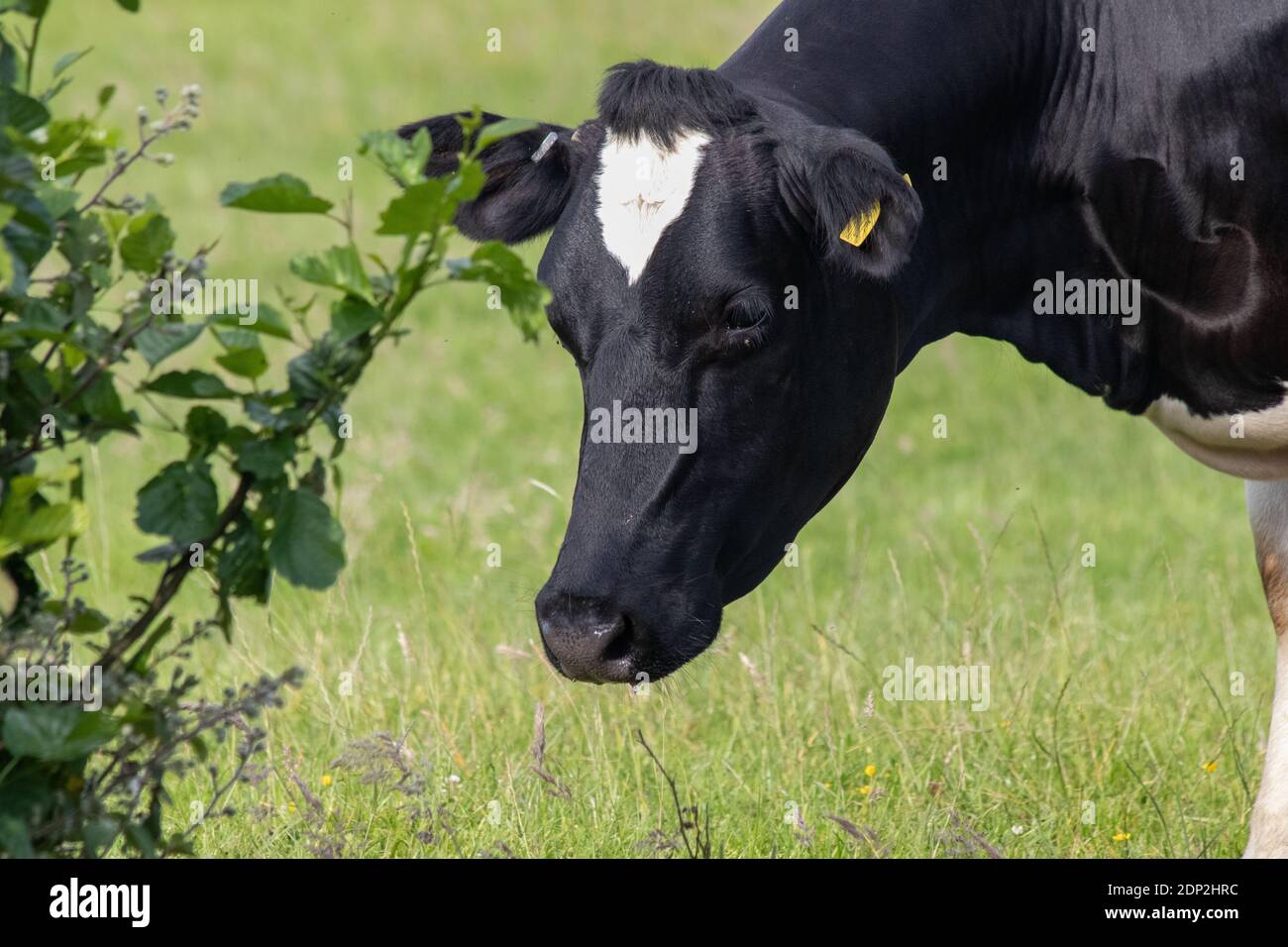 Cow headshot hi-res stock photography and images - Alamy