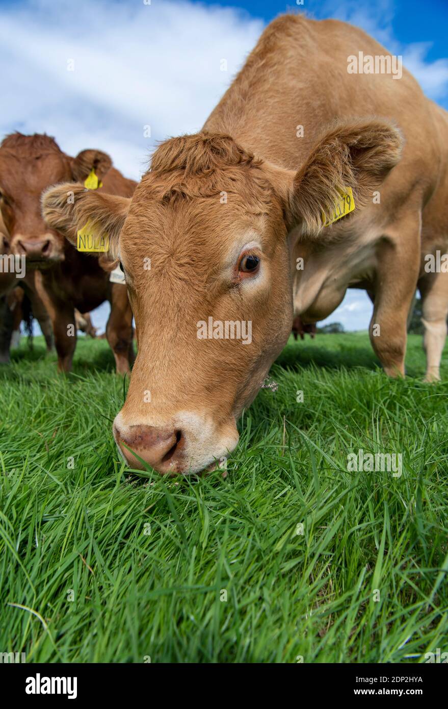 Nosey cows hi-res stock photography and images - Alamy