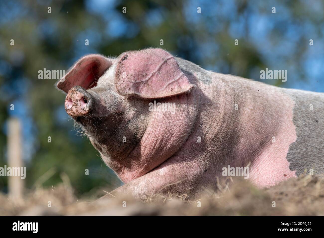 Pig sat down hi-res stock photography and images - Alamy