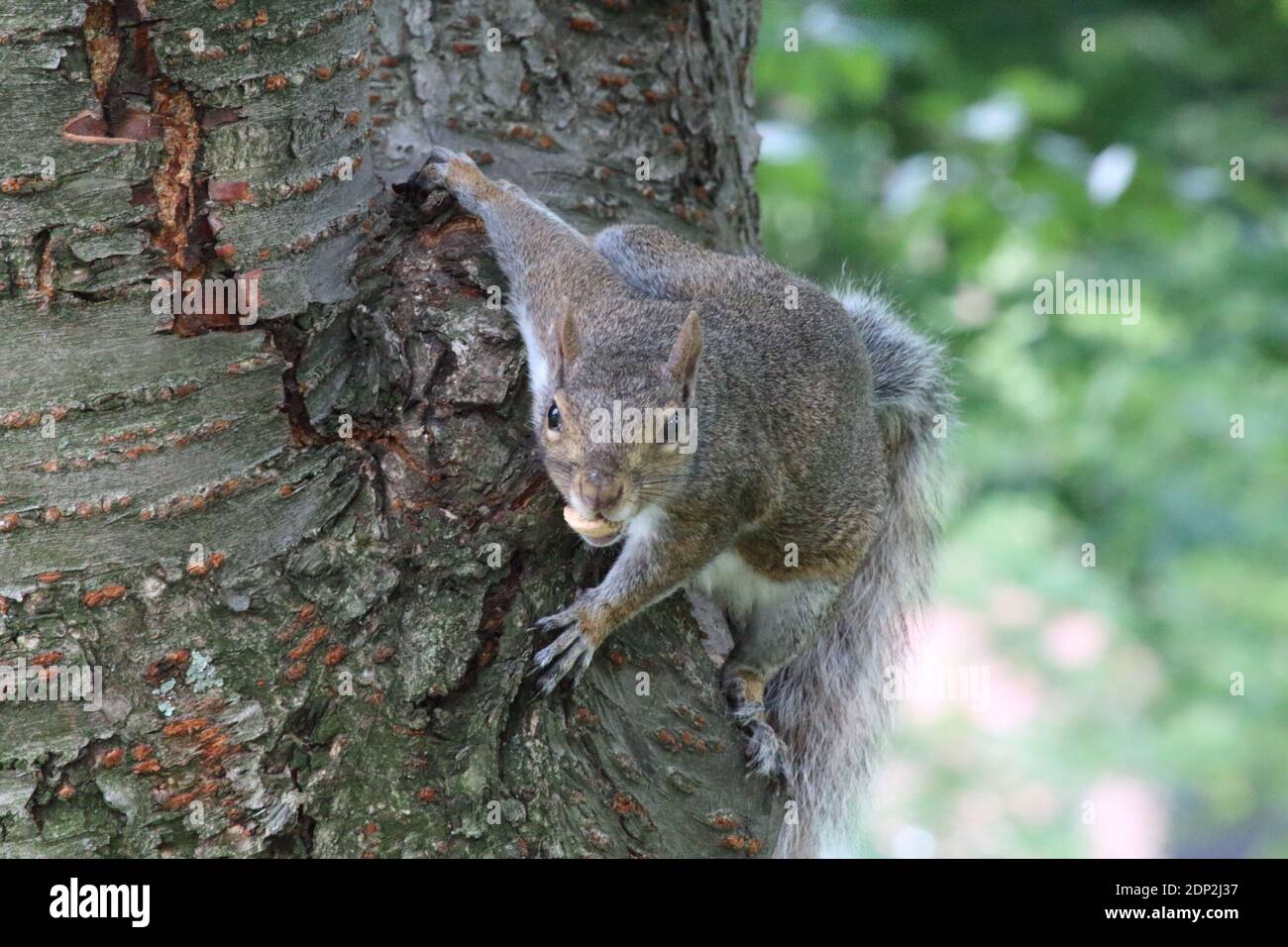 Squirrel teeth hi-res stock photography and images - Alamy