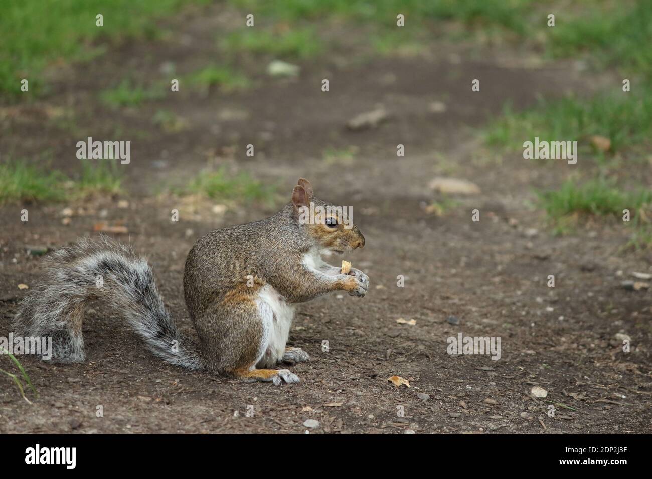 Squirrel holding nut hi-res stock photography and images - Alamy
