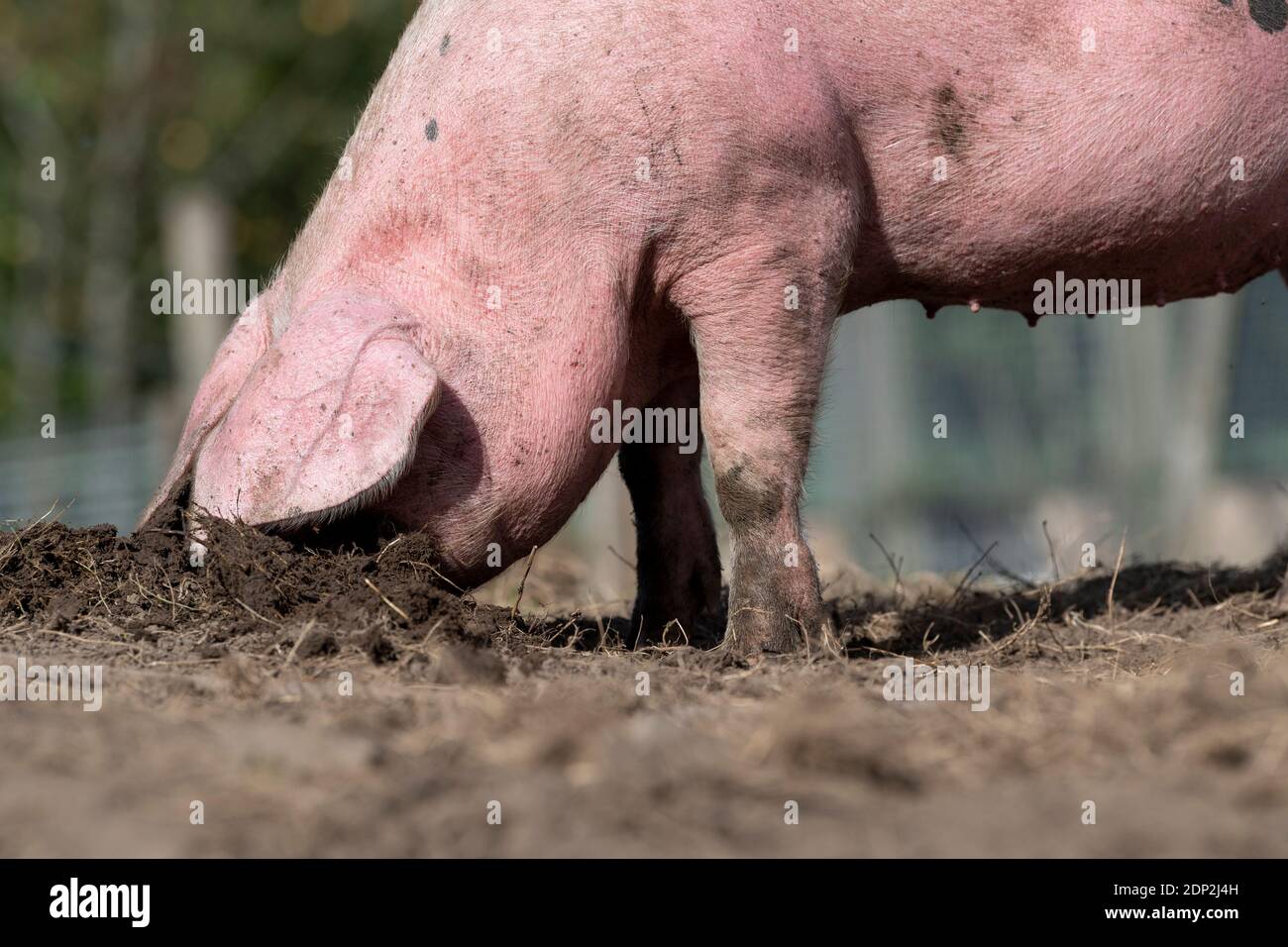 Free range pig rooting around with its nose for food. Lancashire, UK ...