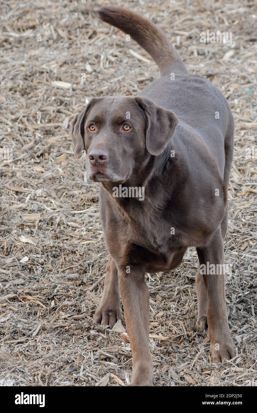 Chocolate labradors hi-res stock photography and images - Alamy