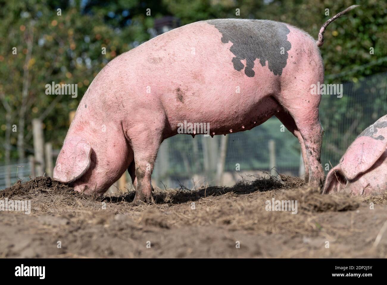 Free range pig rooting around with its nose for food. Lancashire, UK ...