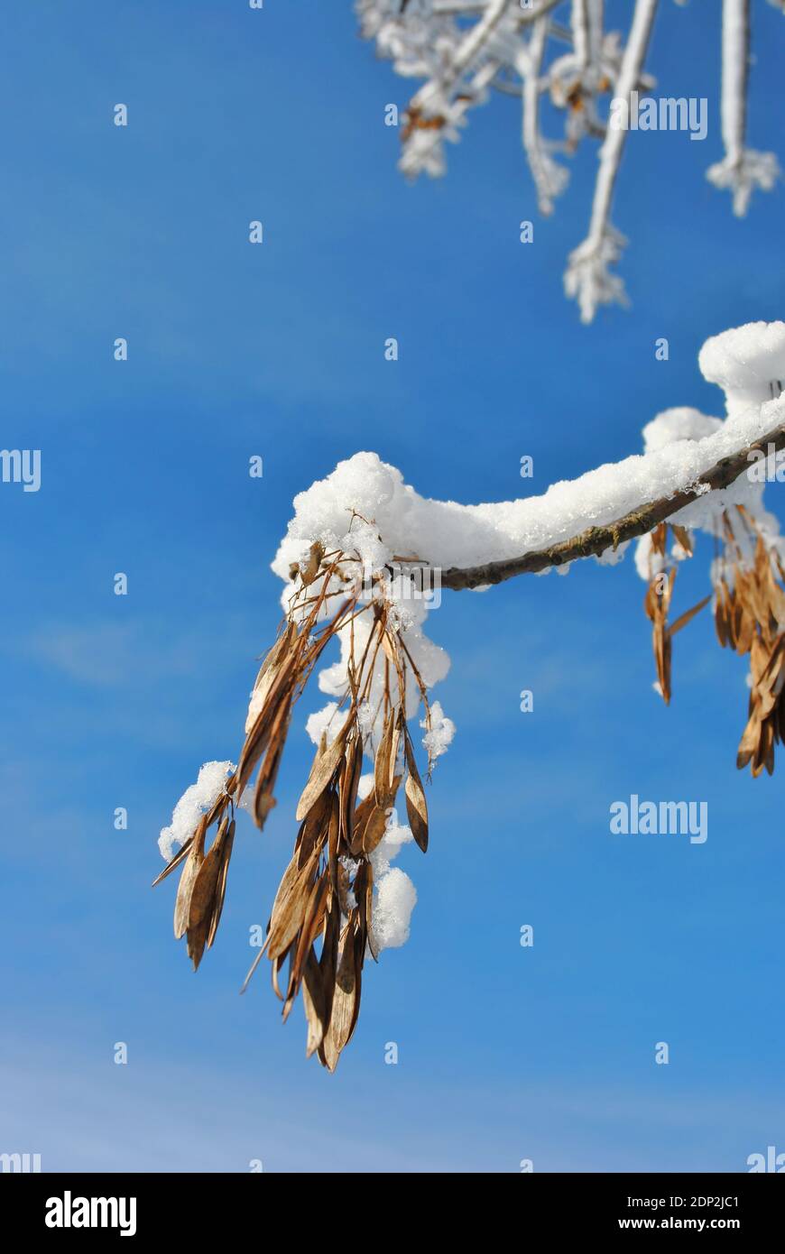 Dry ash tree (Fraxinus) seeds on twig covered with snow, blue sunny ...