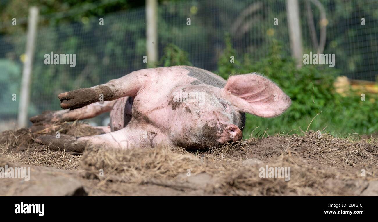 Free range pig rolling in a paddock. Lancashire, UK Stock Photo - Alamy