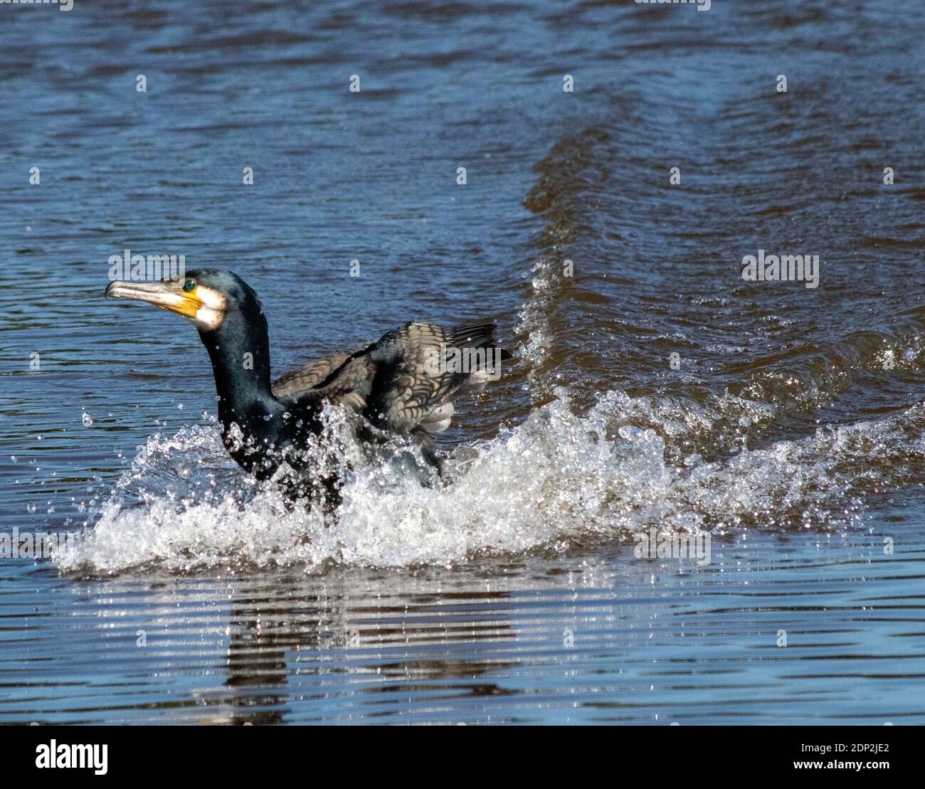 Cormorant swimming on a lake of water Stock Photo - Alamy