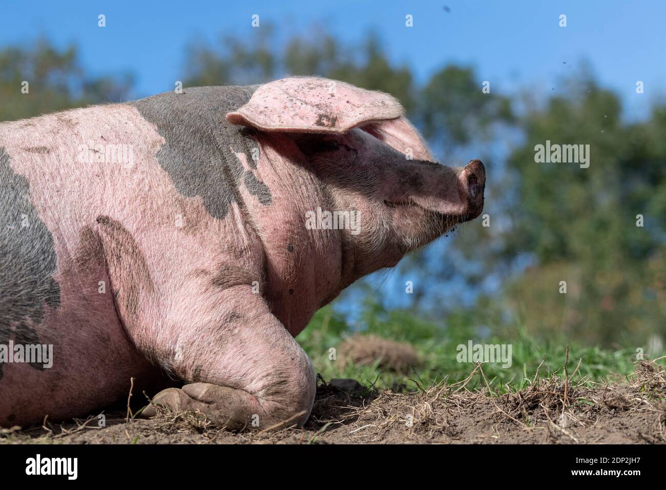 Rolling In Mud High Resolution Stock Photography and Images - Alamy