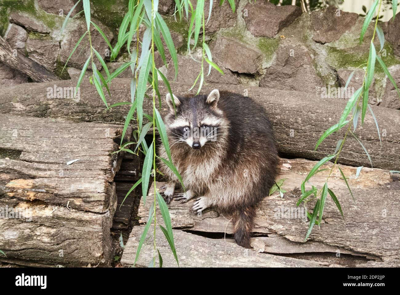 Sad racoon hi-res stock photography and images - Alamy