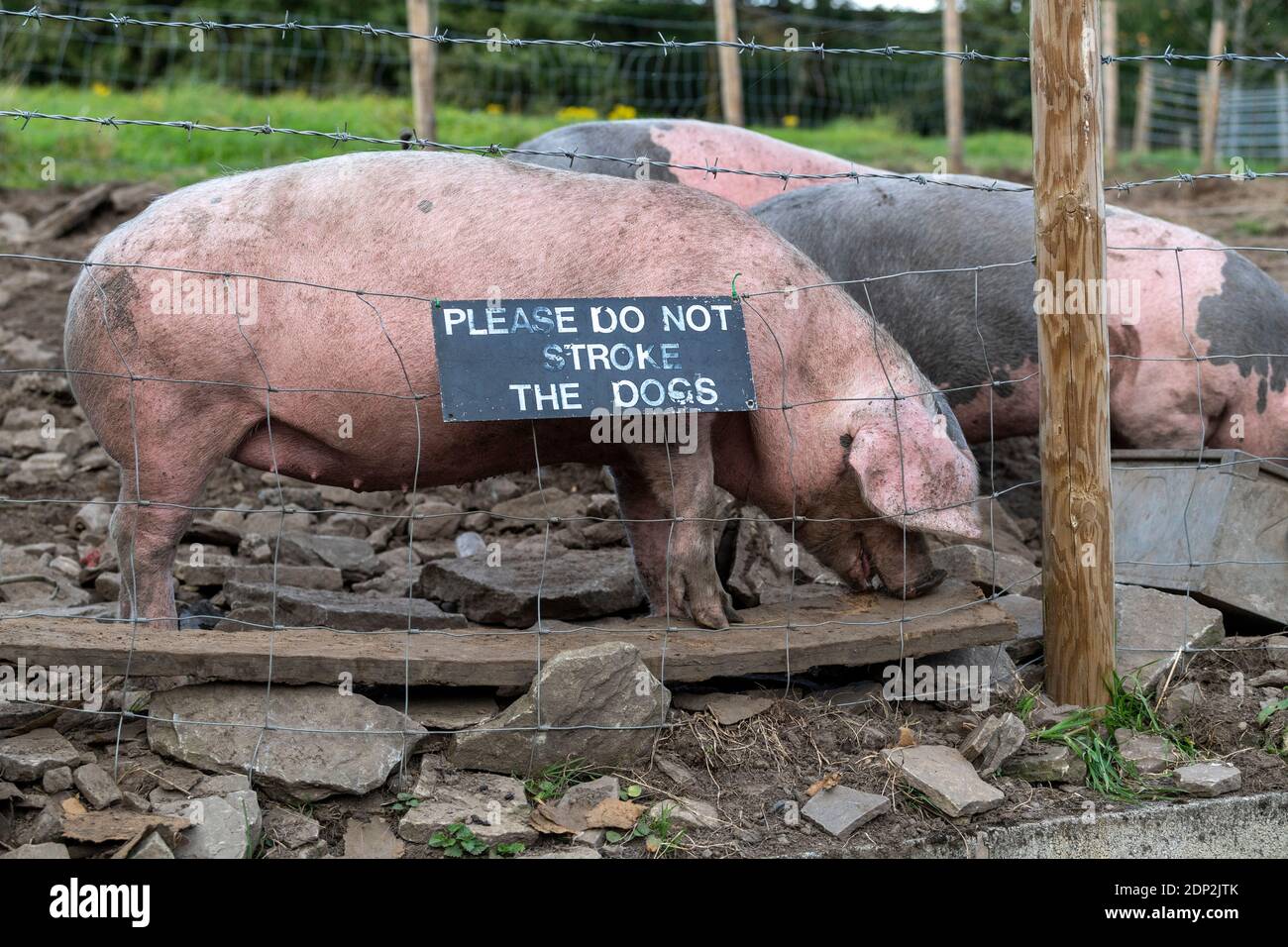 Pig next to a "Do Not Feed" sign. Lancashire, UK Stock Photo - Alamy