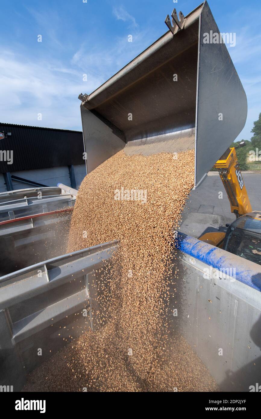 Loading beans for animal feed into a wagon from a farm store, using a ...
