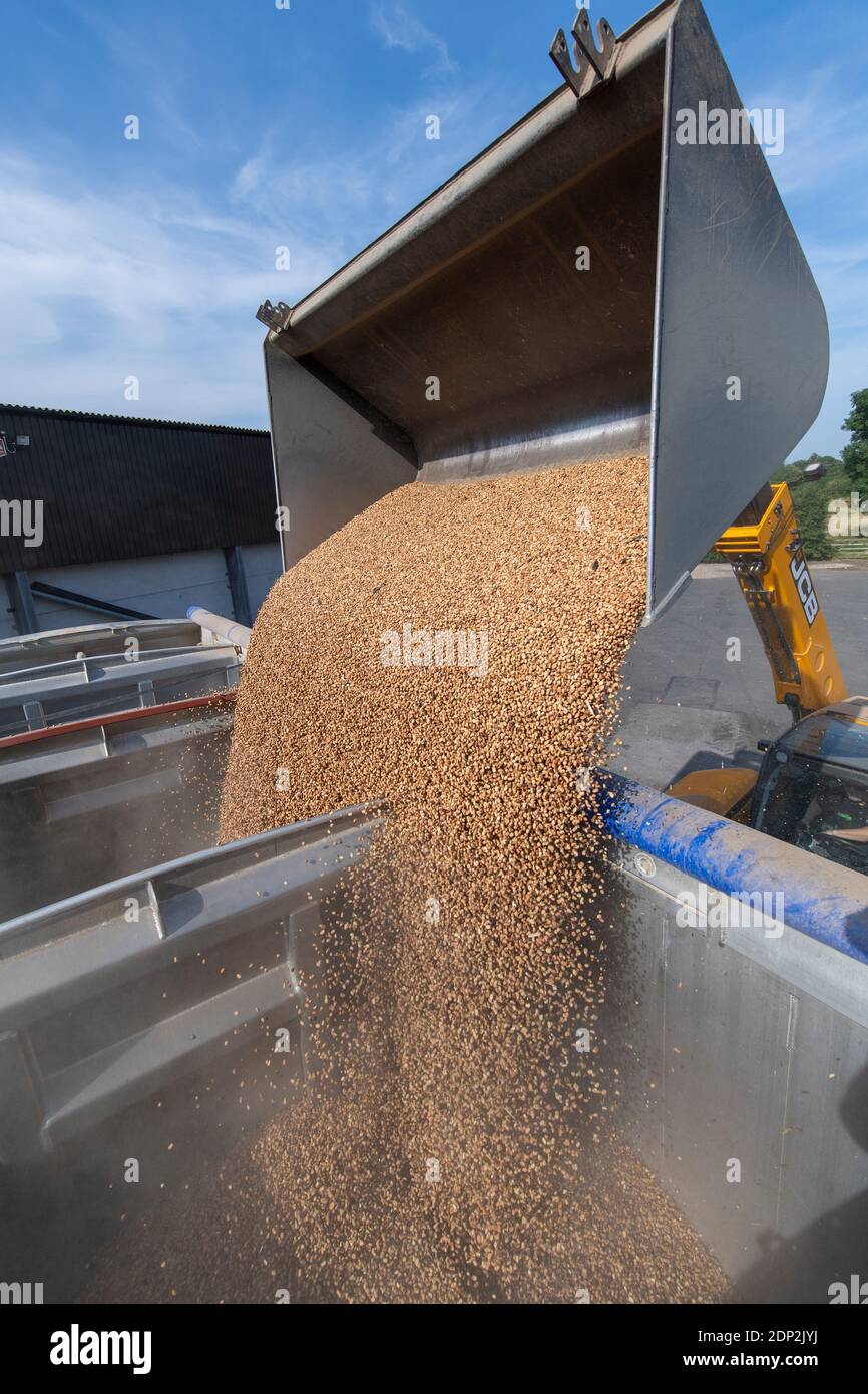 Loading beans for animal feed into a wagon from a farm store, using a ...