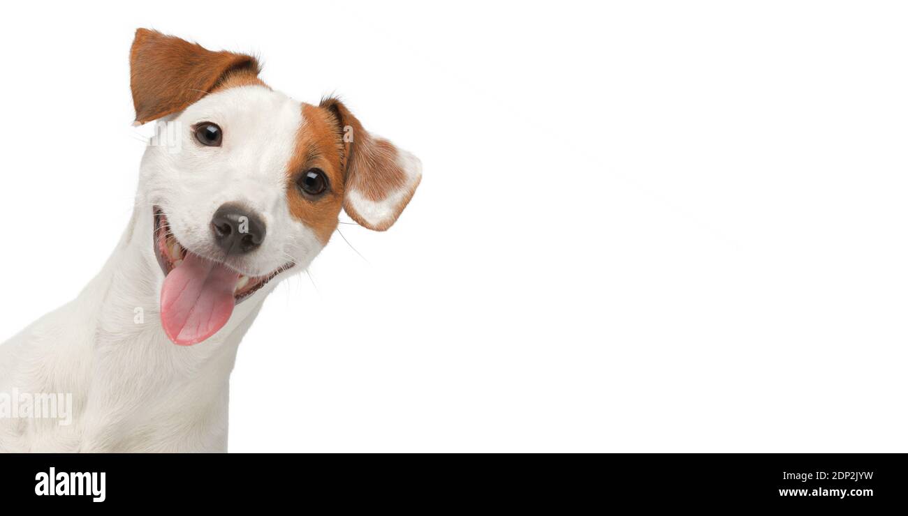 Funny dog face isolated. Jack Russell Terrier portrait on white ...