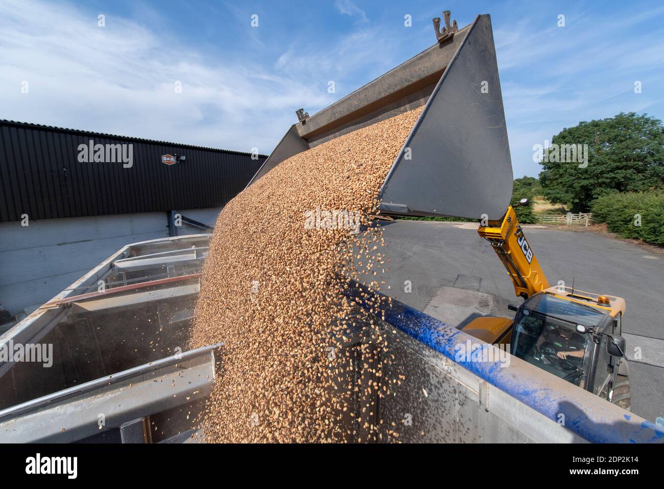 Loading beans for animal feed into a wagon from a farm store, using a ...