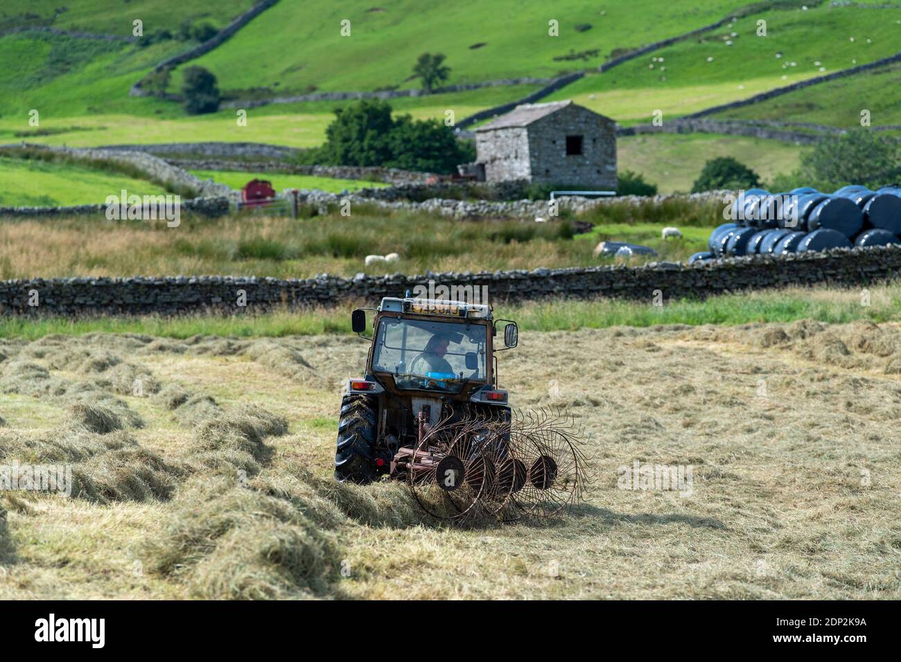 Farmer in Swaledale, North Yorkshire, rowing up hay in a traditional ...