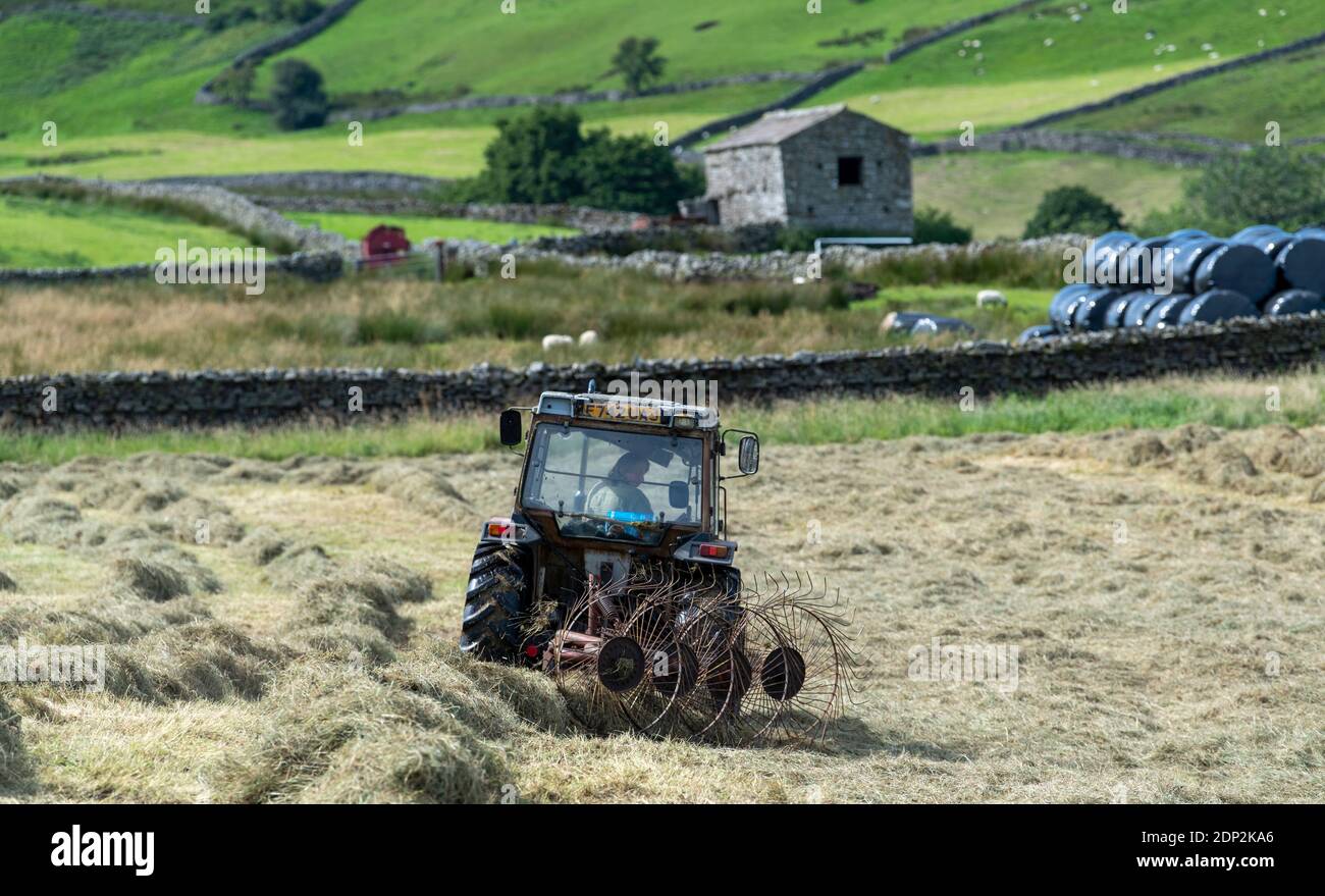 Farmer in Swaledale, North Yorkshire, rowing up hay in a traditional ...