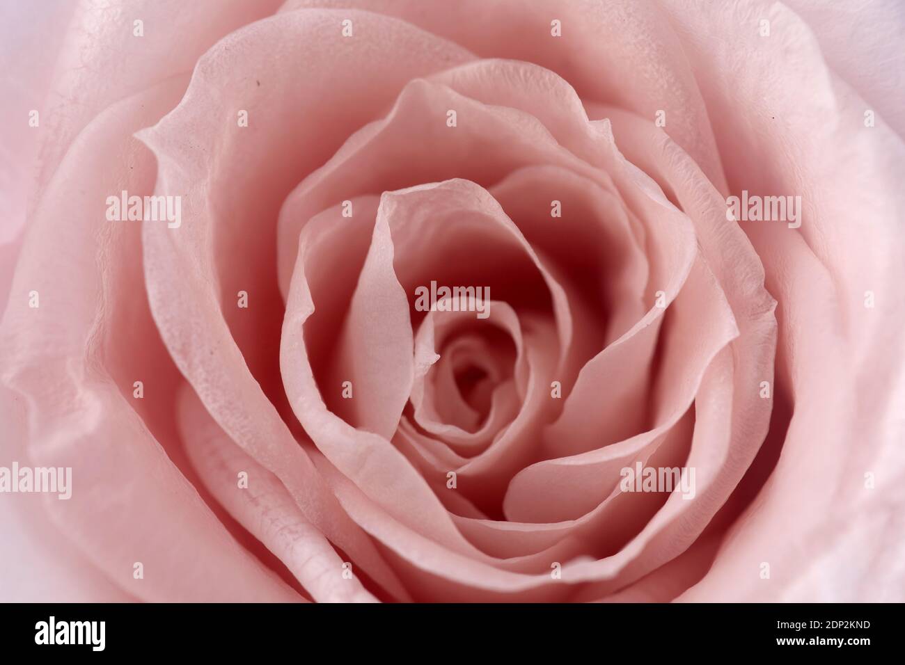 Pink roses background. Close up roses bunch Stock Photo - Alamy