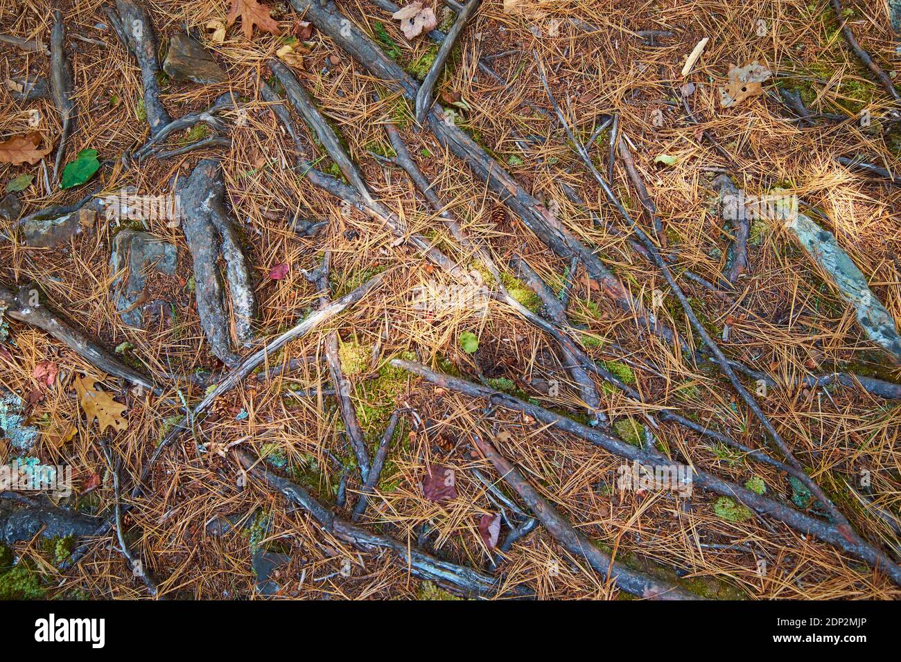 Creepy roots hi-res stock photography and images - Alamy