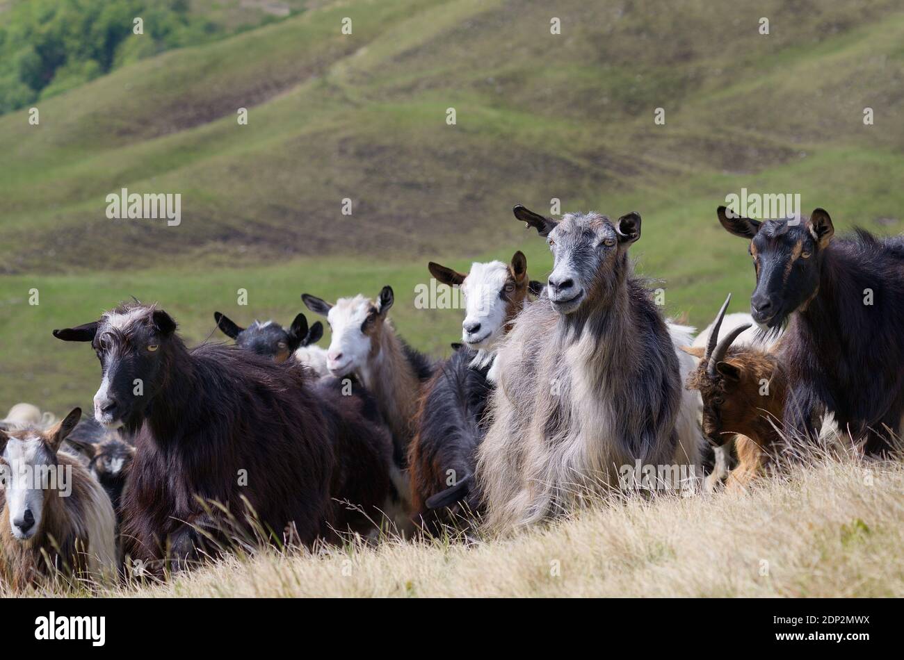 Goats pasture hi-res stock photography and images - Alamy