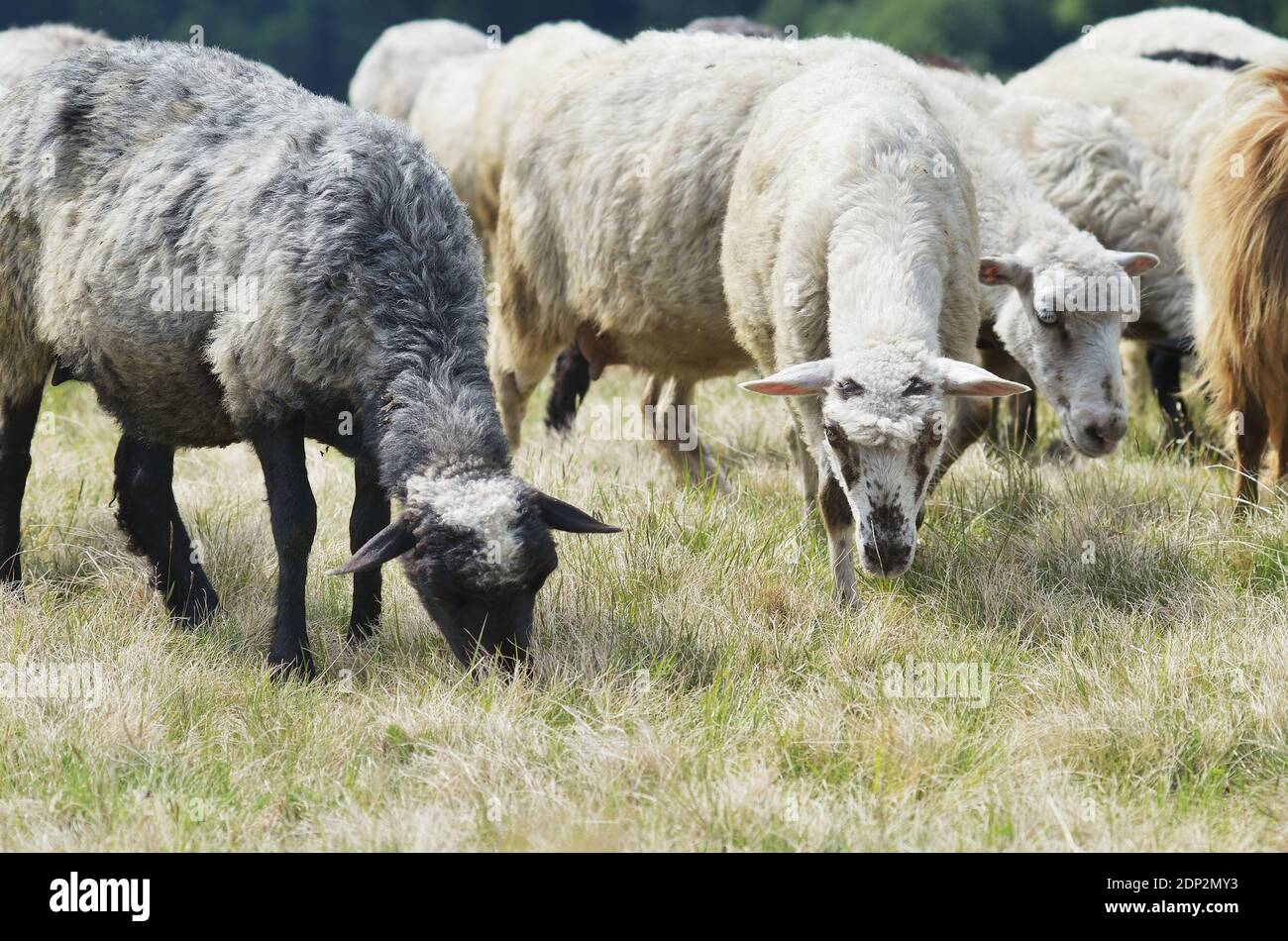 Gray sheep hi-res stock photography and images - Alamy