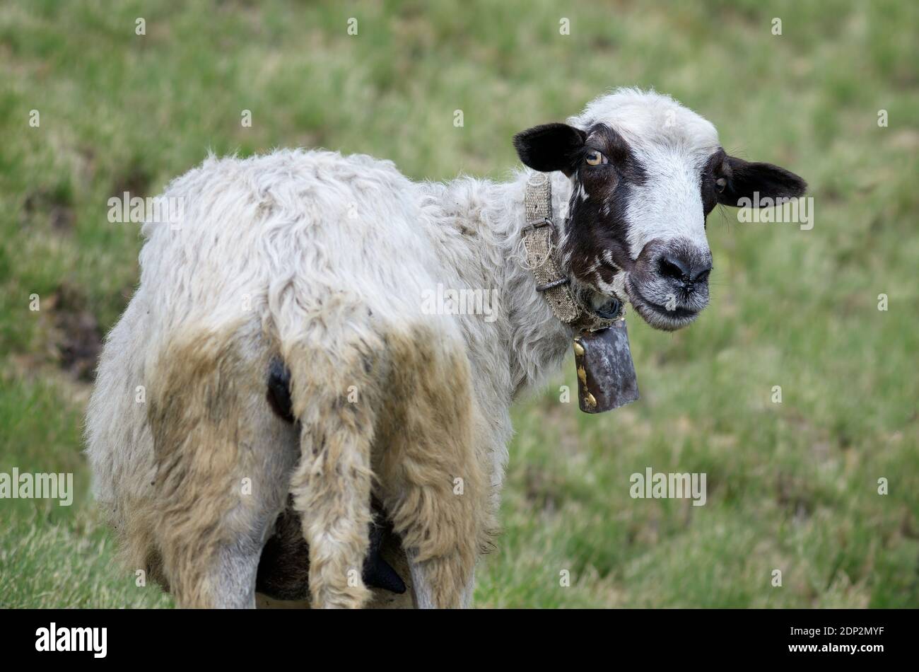 Funny dirty sheep with a bell on the neck Stock Photo - Alamy