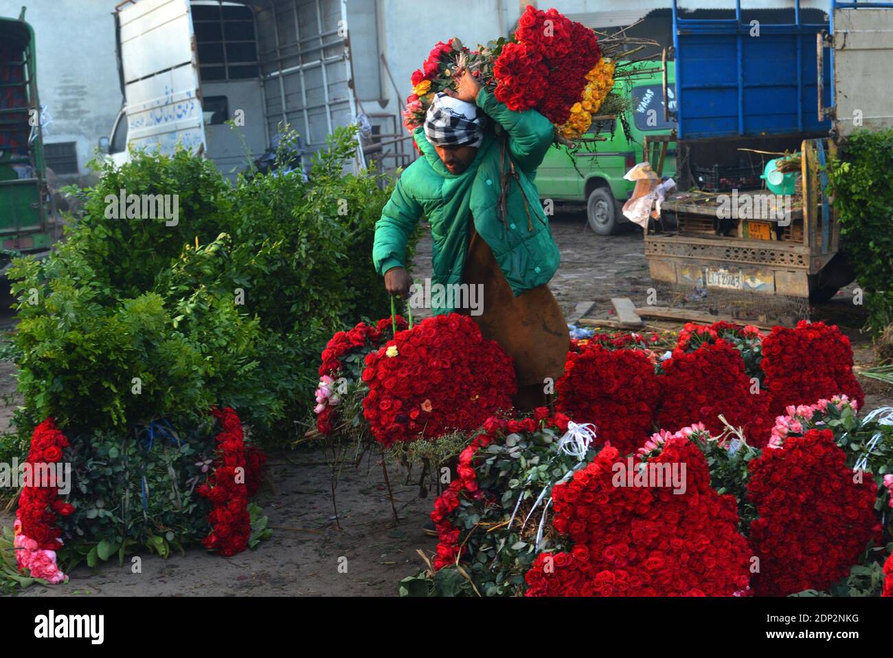 Pakistani roses hi-res stock photography and images - Alamy