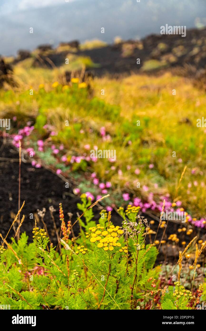 View of Etna volcano landscape among the clouds near Rifugio Sapienza ...