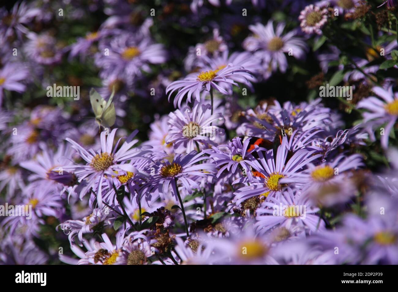Red michaelmas daisy hi-res stock photography and images - Alamy