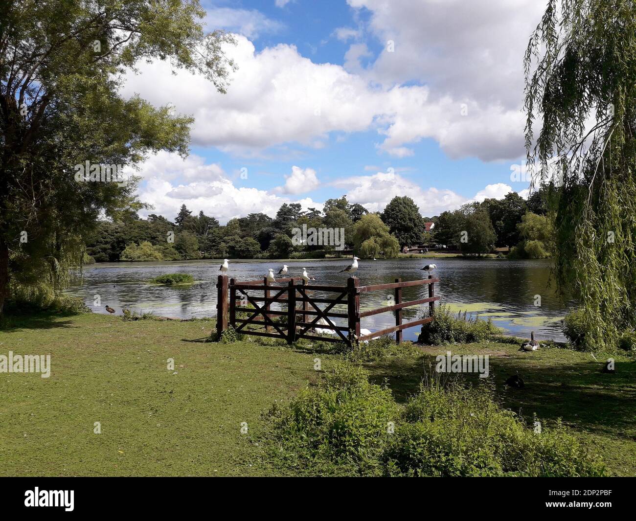 Roath park in cardiff hi-res stock photography and images - Alamy