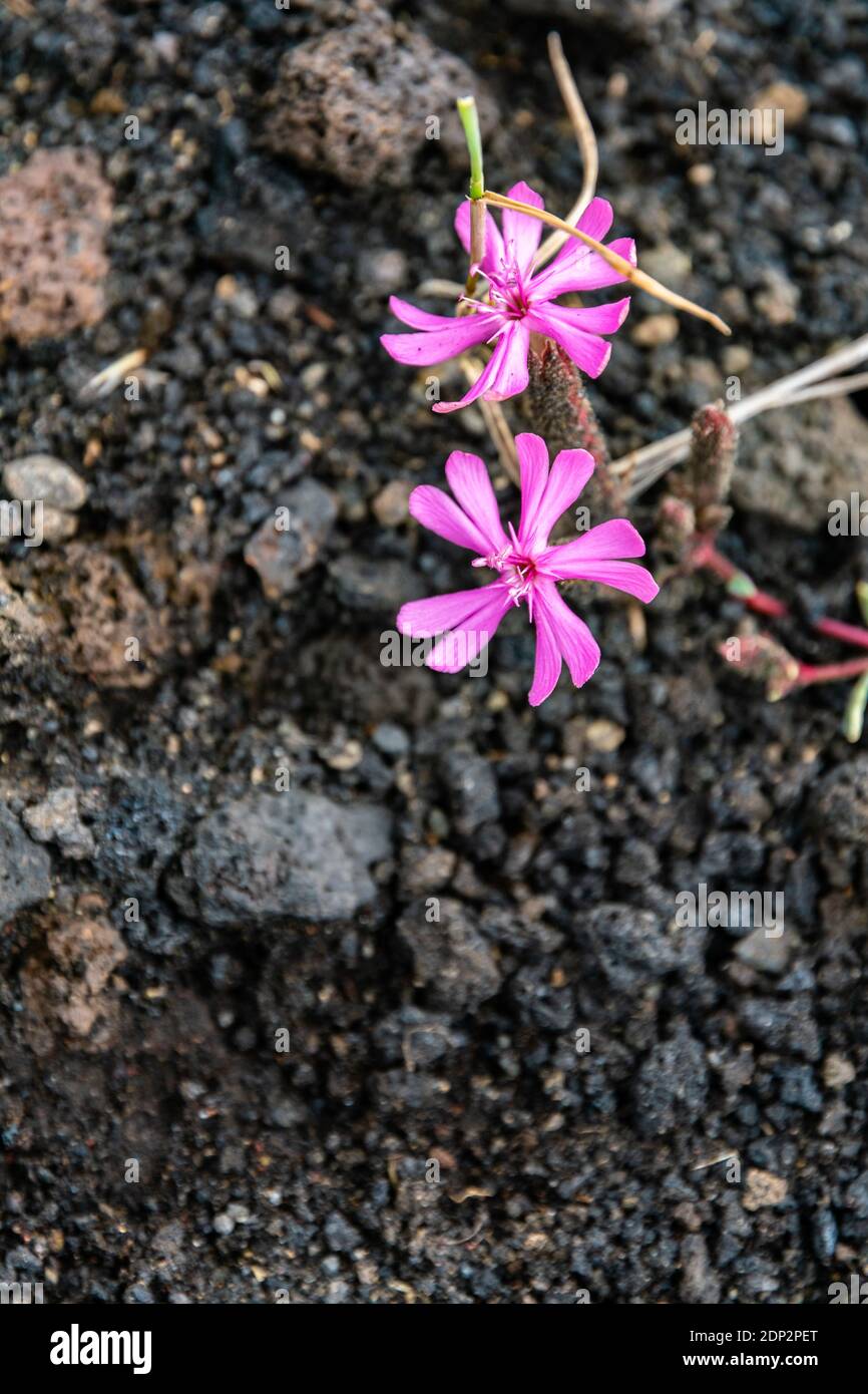 Colourful wild summer flowers growing on Etna Volcano lava stone ...
