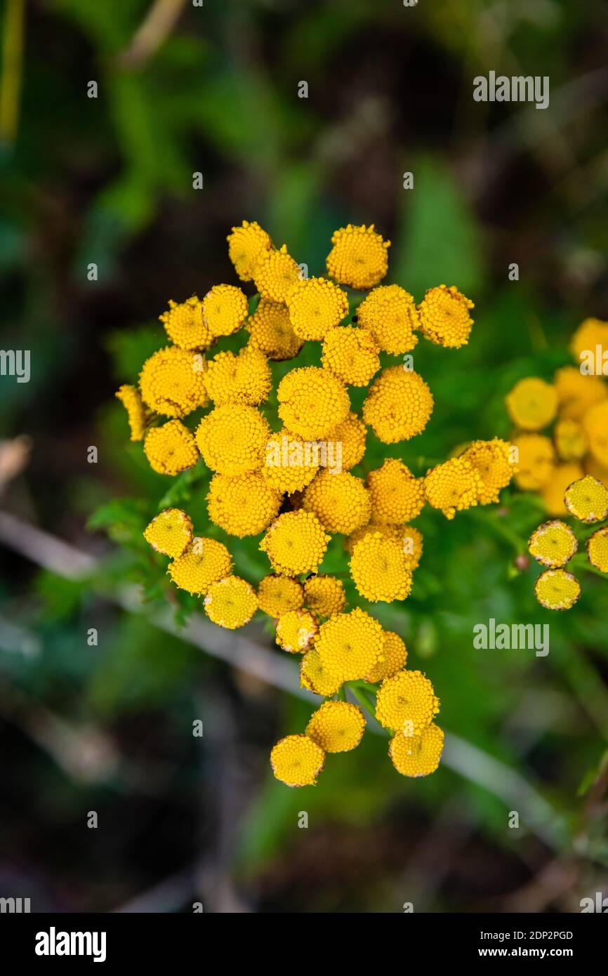 Colourful wild summer flowers growing on Etna Volcano lava stone ...