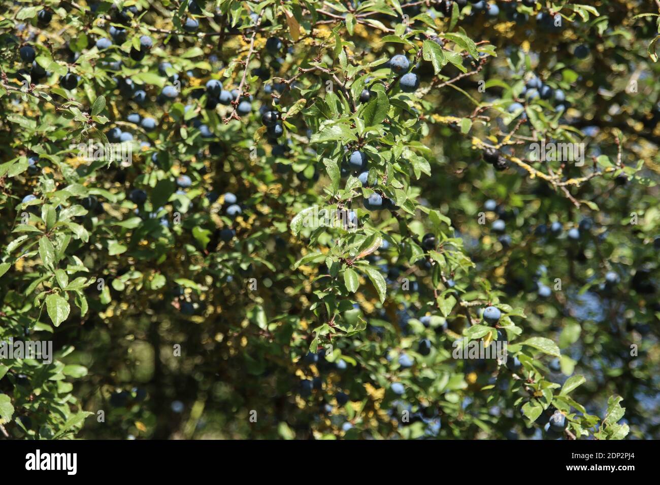 Blackthorn tree with sloe berries Stock Photo - Alamy